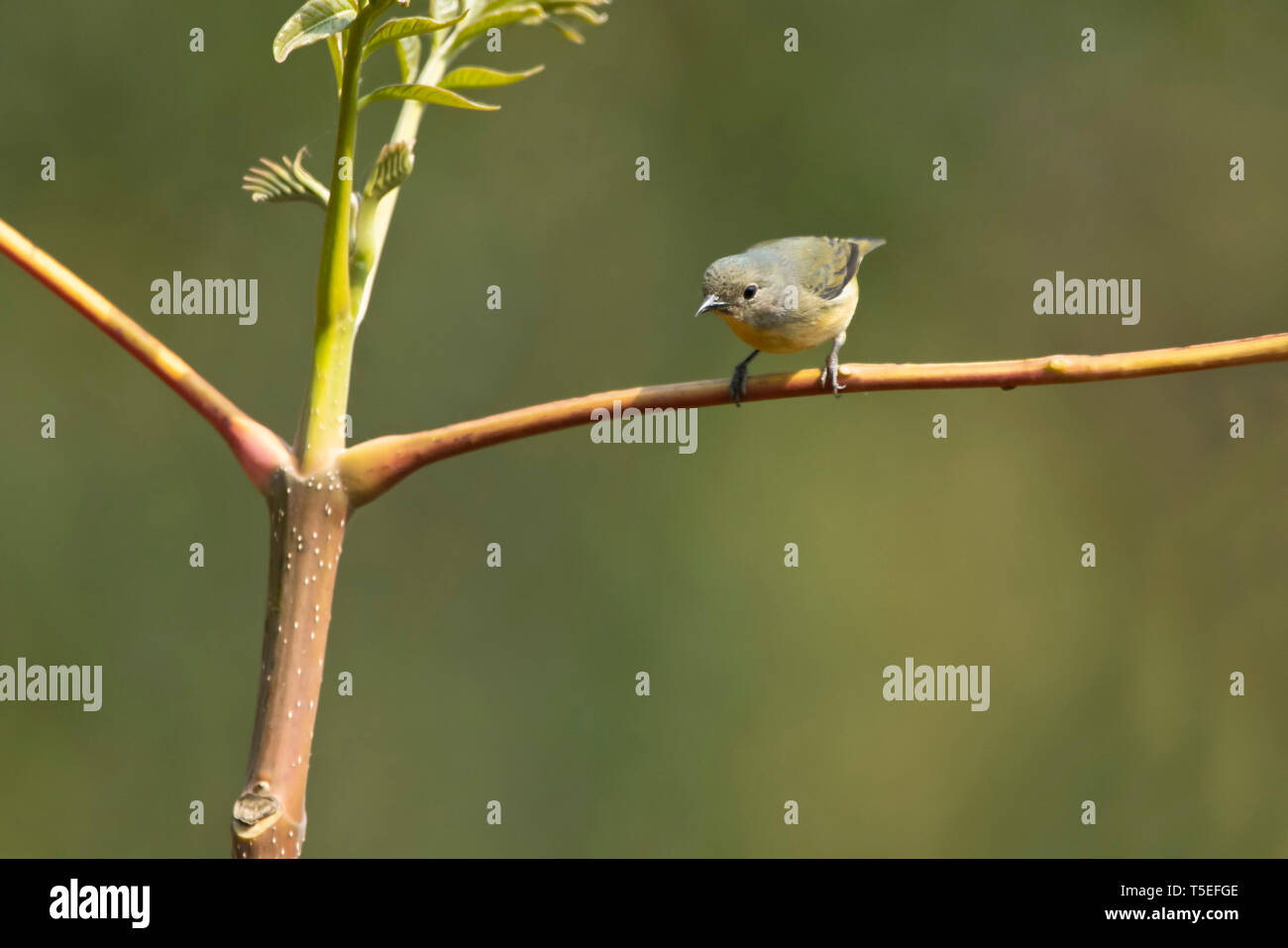 Fire-breasted flowerpecker, female, Dicaeum ignipectus, Lava, India ...