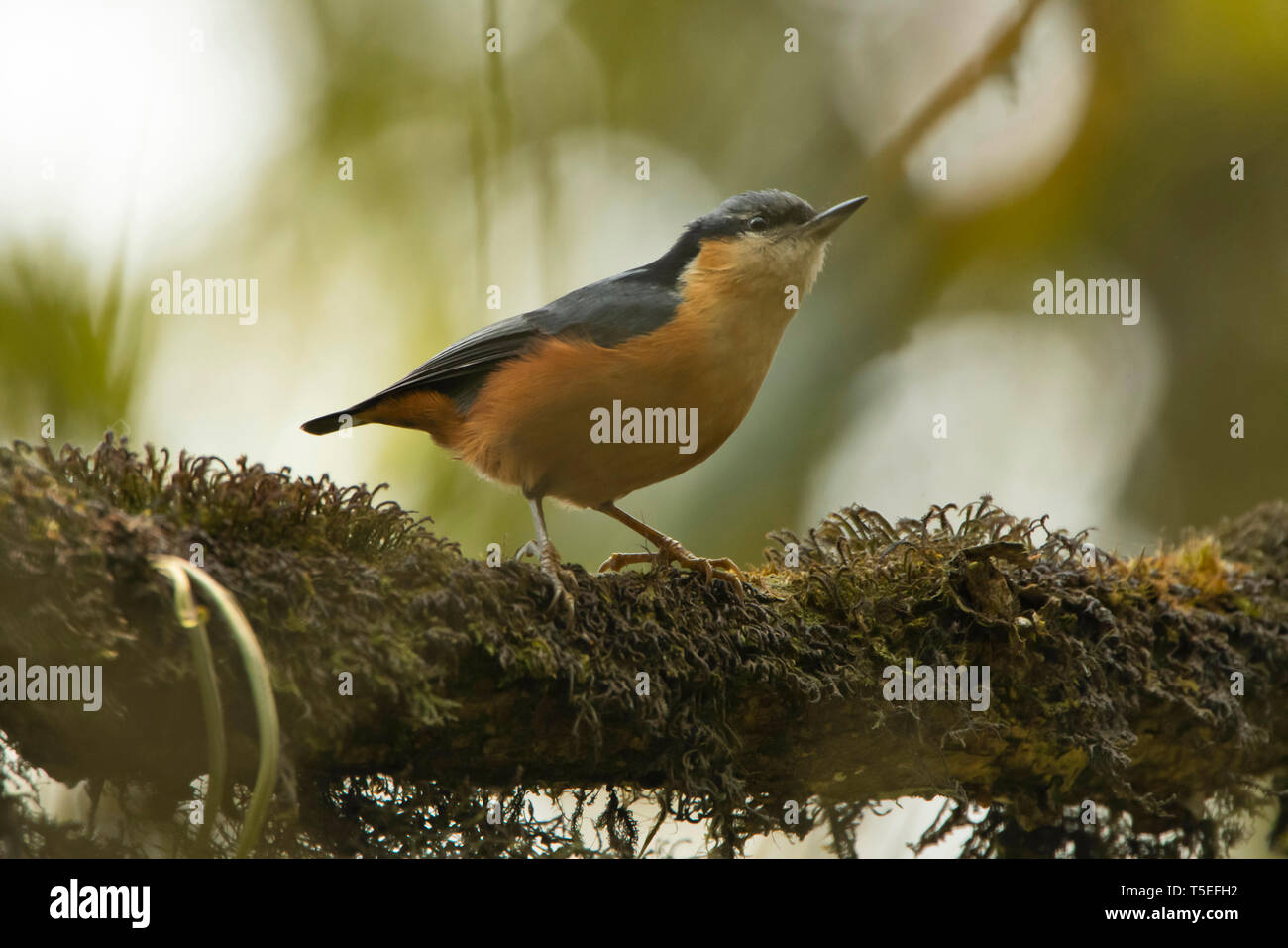 Eastern nuthatch hi-res stock photography and images - Alamy