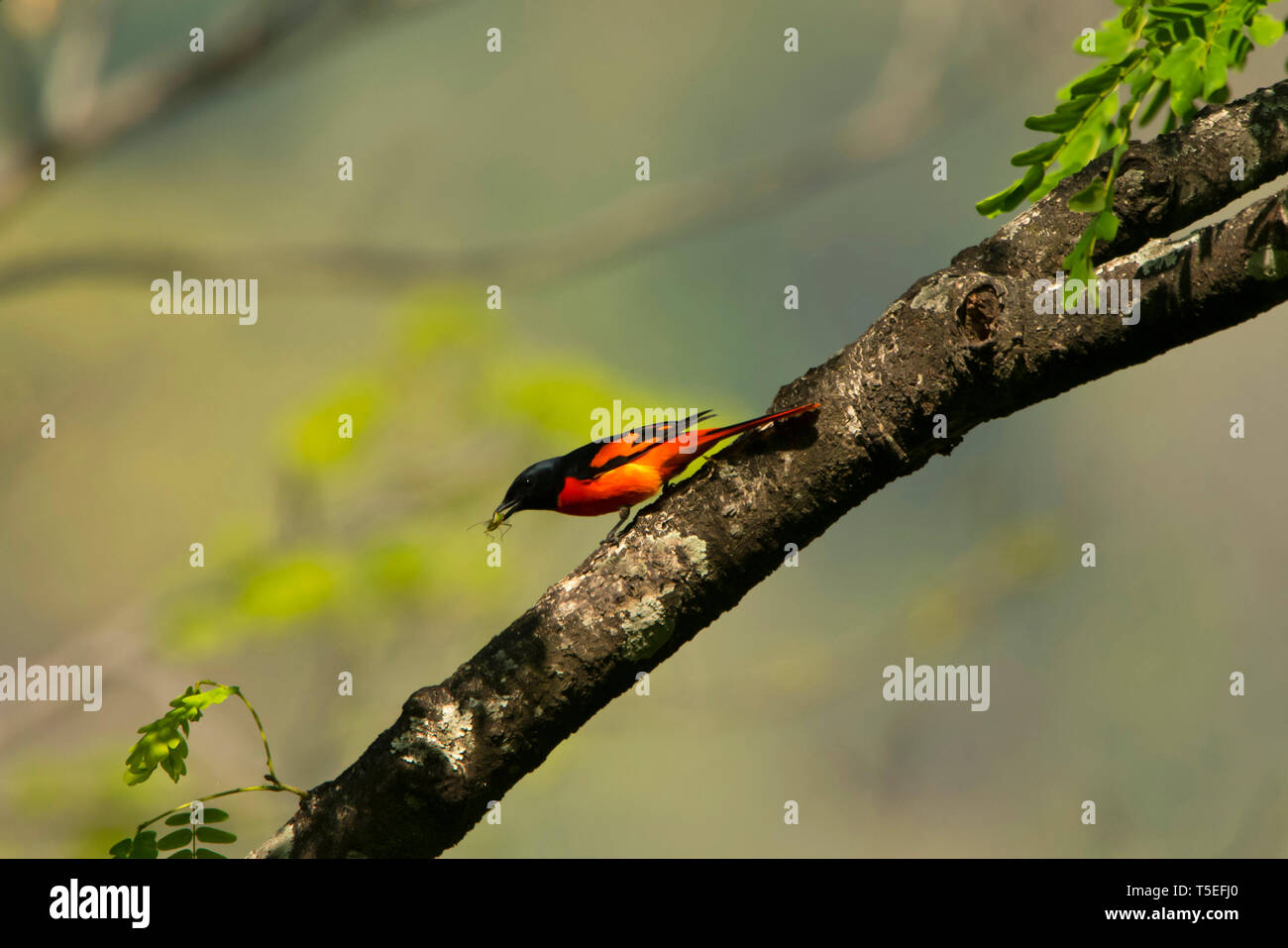 Scarlet minivet, Pericrocotus speciosus, Mahananda Wildlife Sanctuary ...