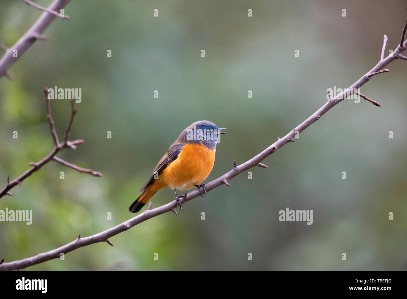 Blue fronted redstart, Phoenicurus frontalis, Sattal Uttarakhand, India ...
