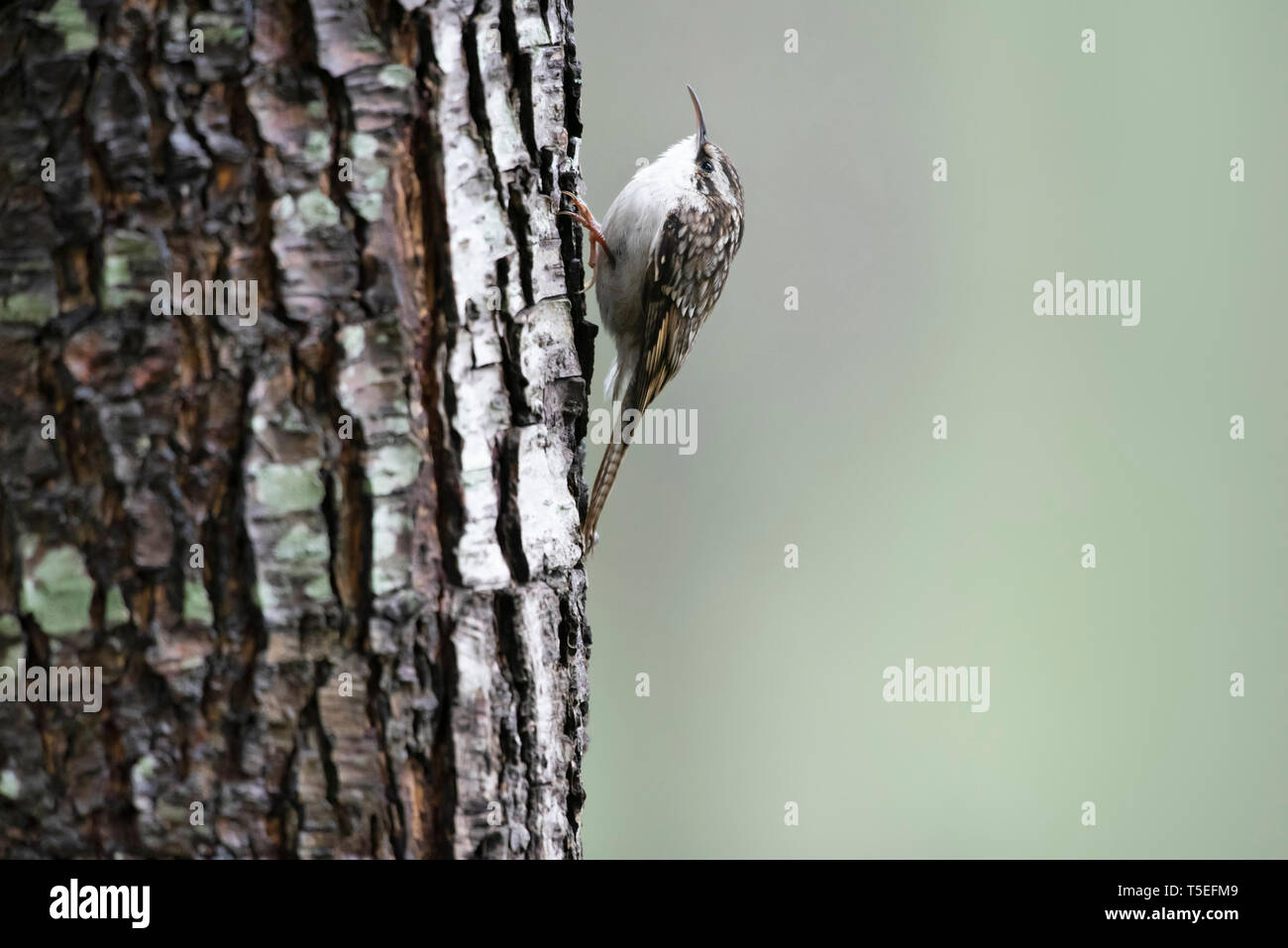 Certhia himalayana hi-res stock photography and images - Alamy