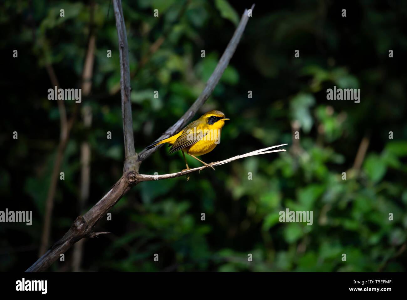 Golden bush robin, male, Tarsiger chrysaeus, Sattal, Uttarakhand, India ...