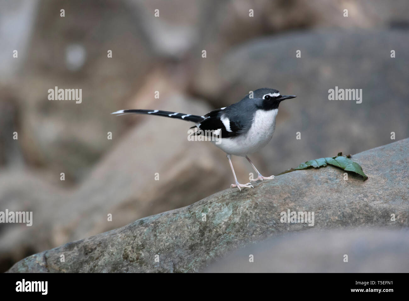 Forktail bird hi-res stock photography and images - Alamy