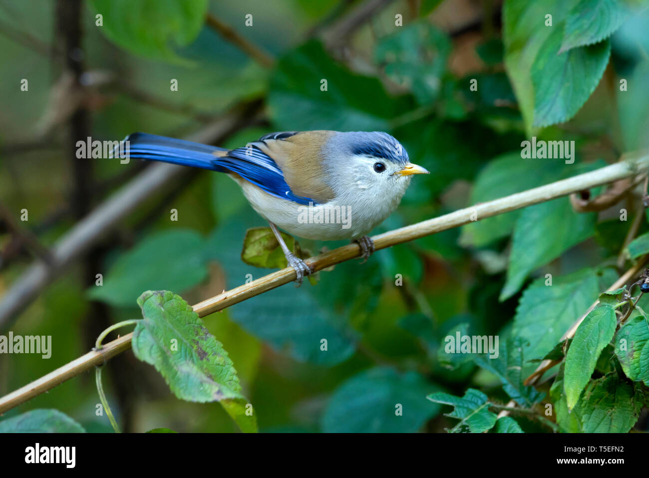 Blue winged minla minla cyanouroptera hi-res stock photography and ...