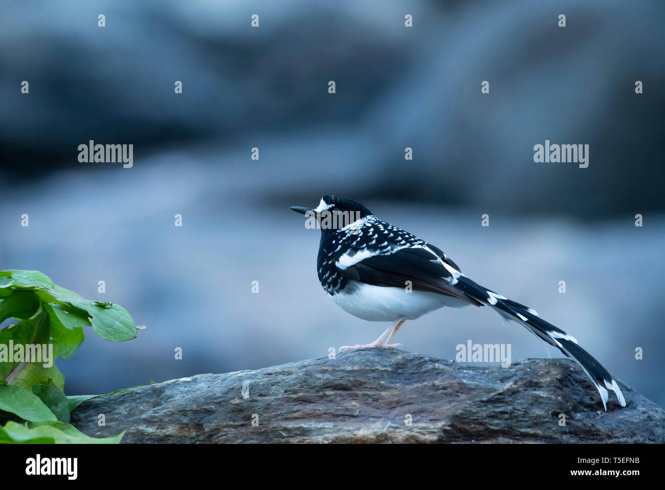 Spotted forktail, Enicurus maculatus, Sattal, Uttarakhand, India Stock ...