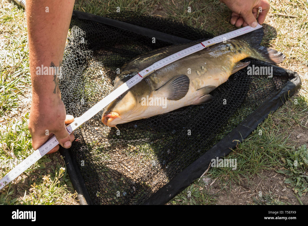 Grass carp hi-res stock photography and images - Alamy