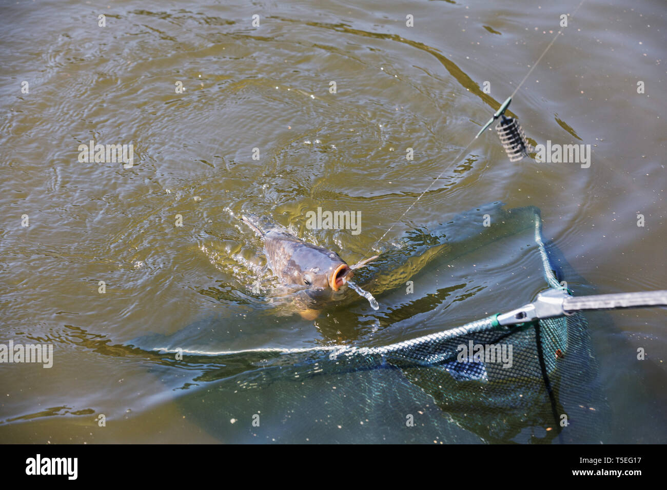 A caught carp in a fisherman's net.. Carp in landing net just catched ...