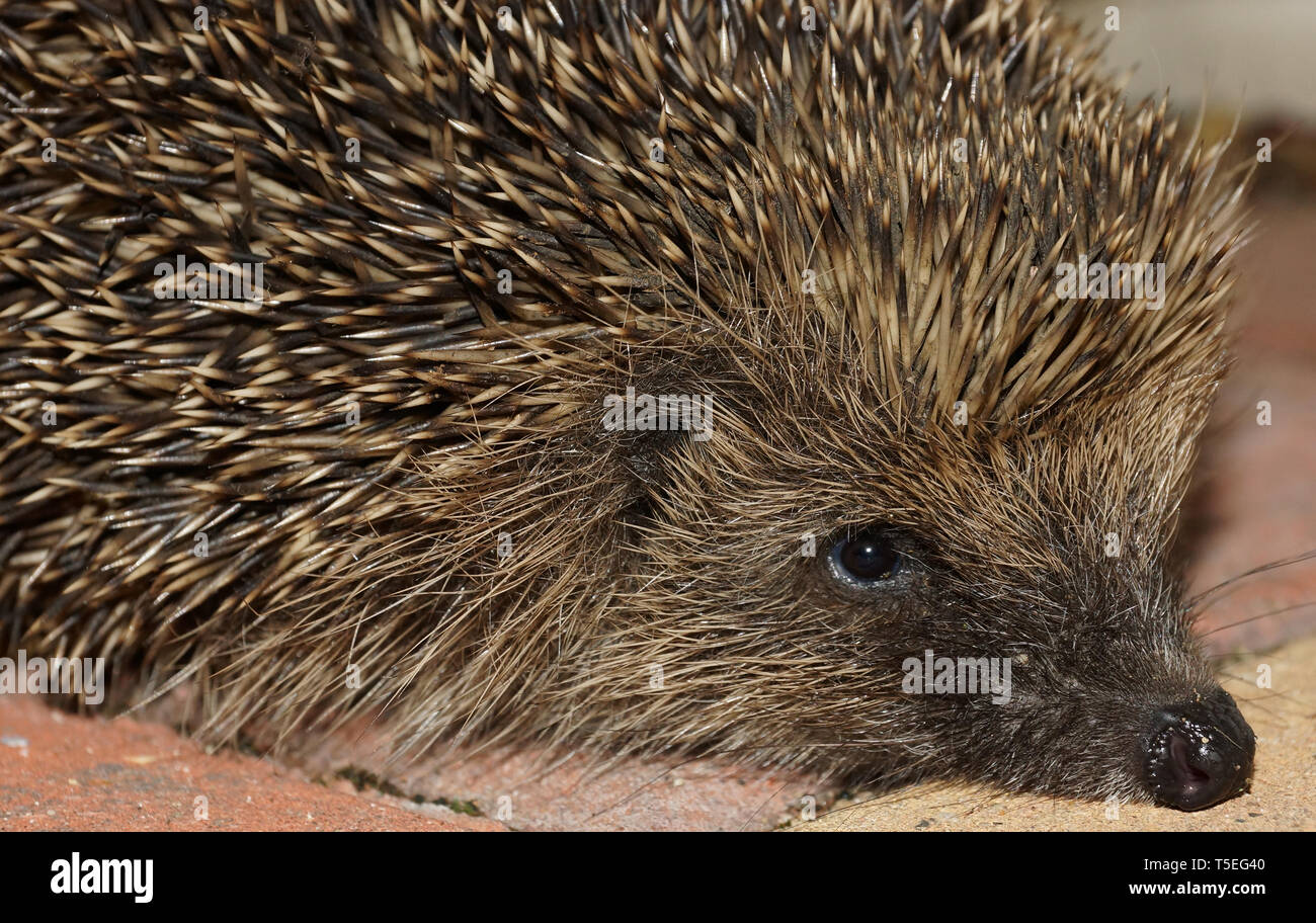 The hedge hog hi-res stock photography and images - Alamy