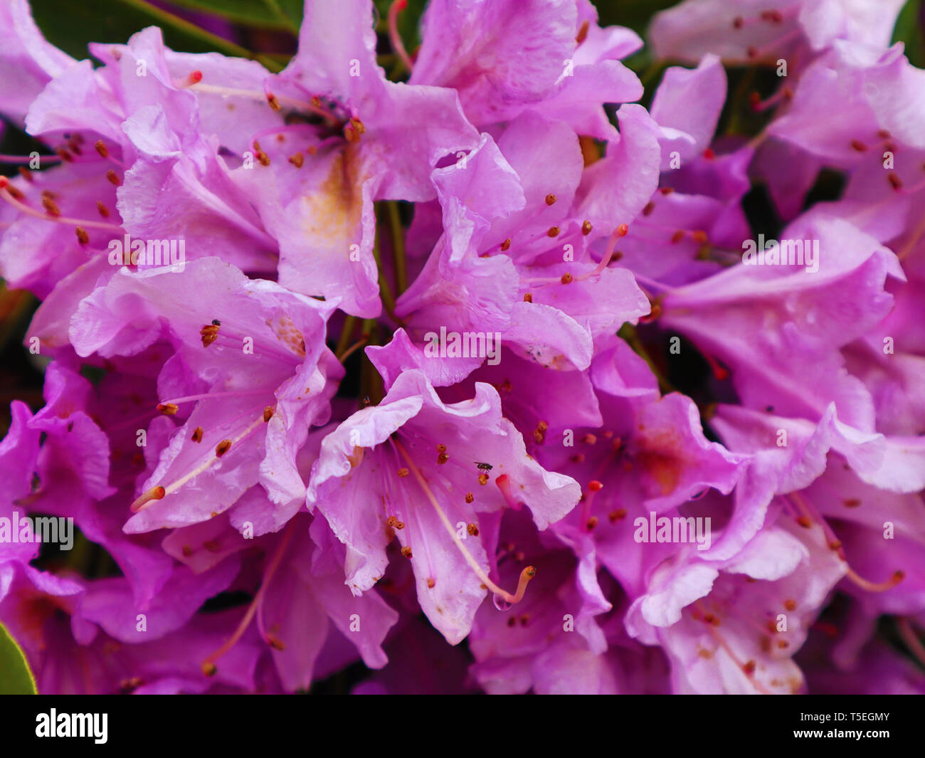 Pink Azalea Shrub Stock Photo - Alamy