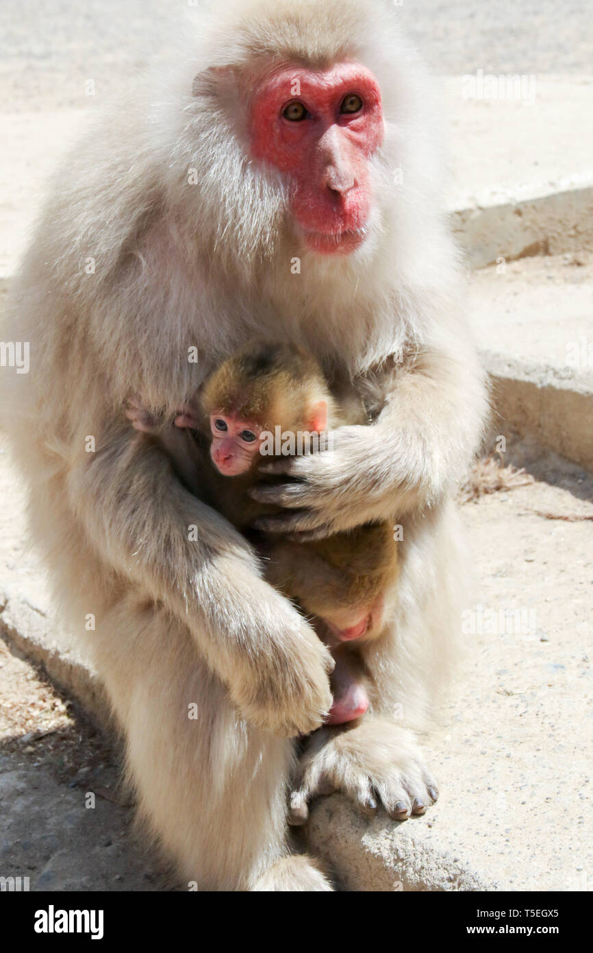 Jigokundani monkey park hi-res stock photography and images - Alamy