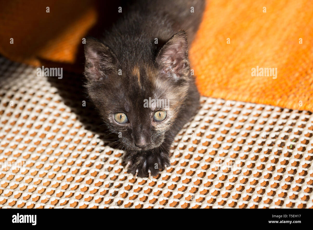Calico hunting hi-res stock photography and images - Alamy
