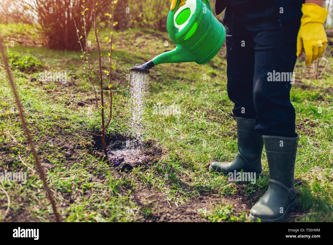 Farmer watering tree with a can. Gardener planting tree in spring ...
