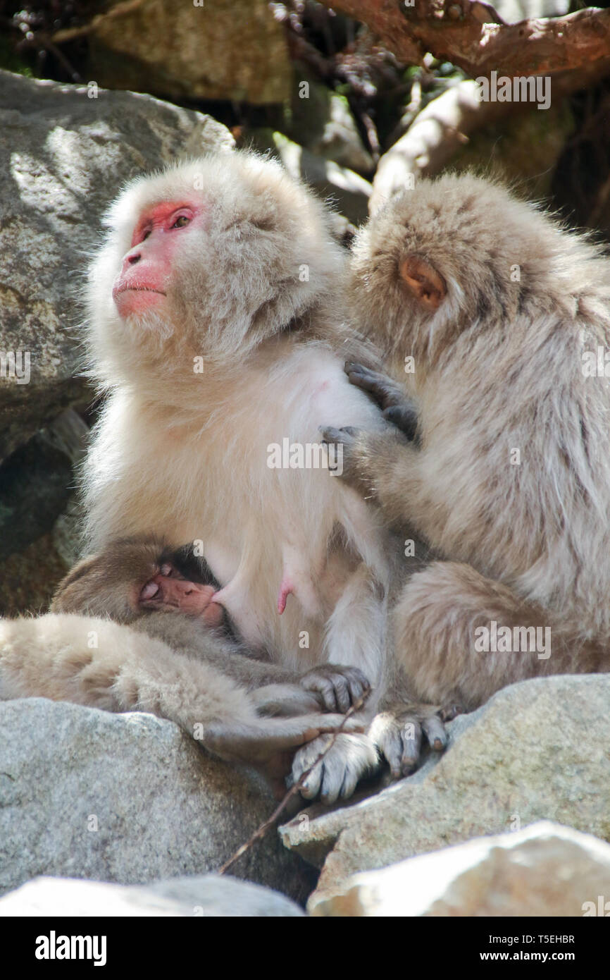 Japanese macague hi-res stock photography and images - Alamy