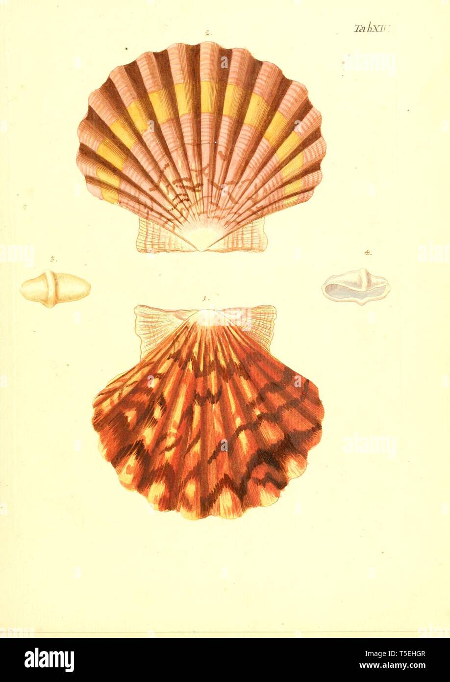 Beautiful vintage hand drawn illustrations of exotic coral reef shells ...