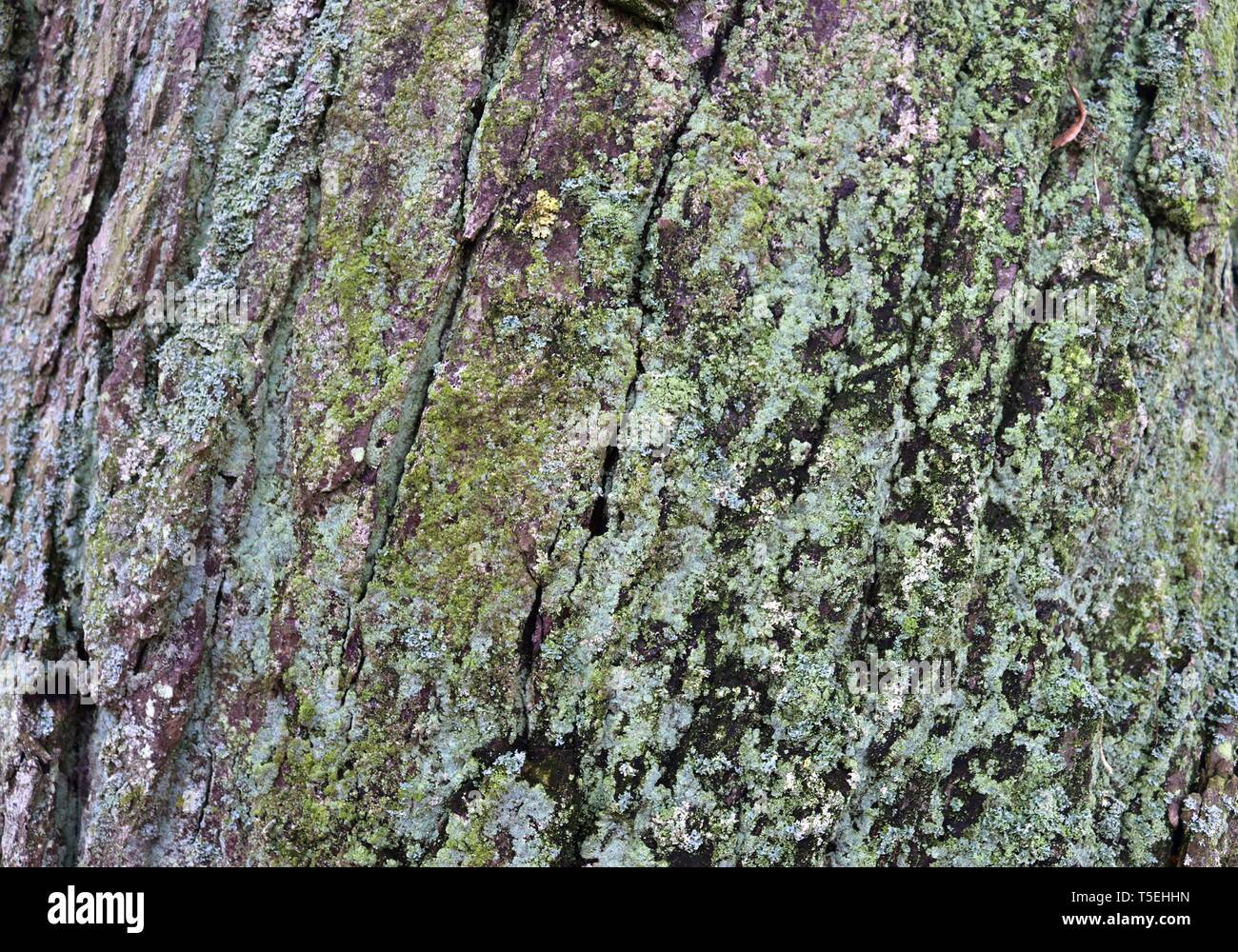 Close up surface of tree bark in a forest in high resolution Stock ...