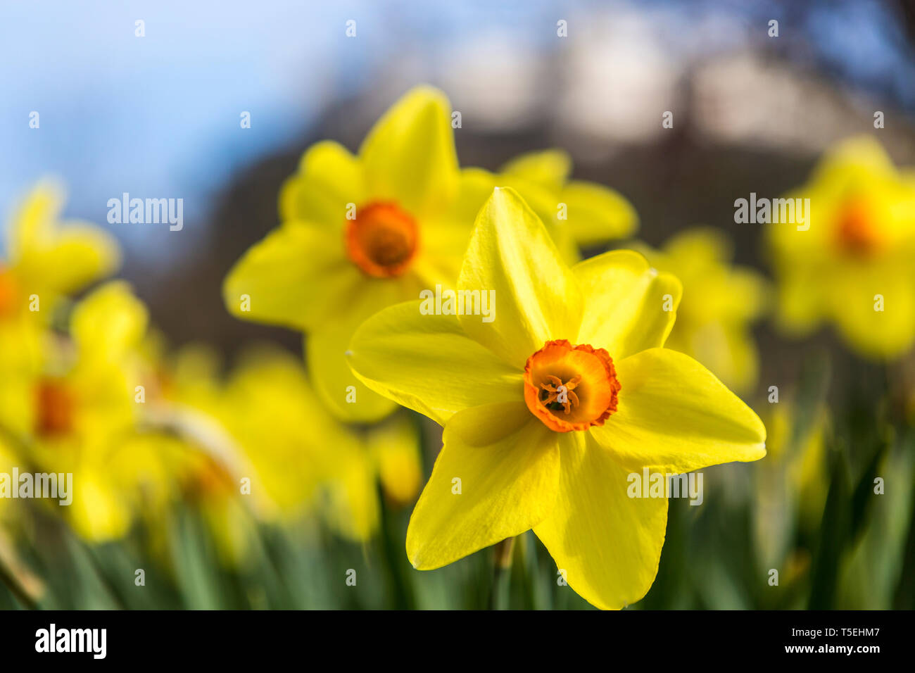 Three daffodils in sunshine hi-res stock photography and images - Alamy