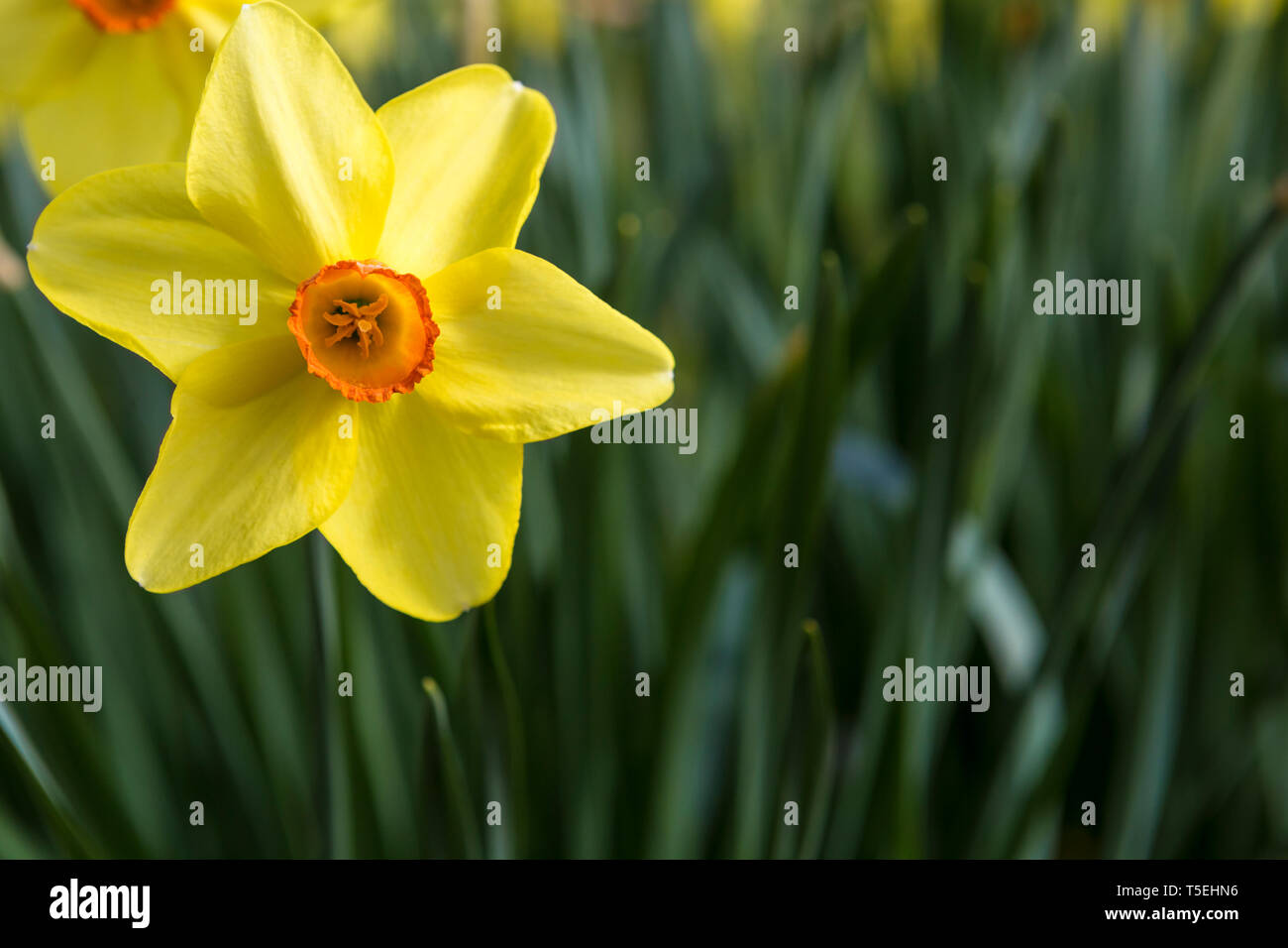 Three daffodils in sunshine hi-res stock photography and images - Alamy
