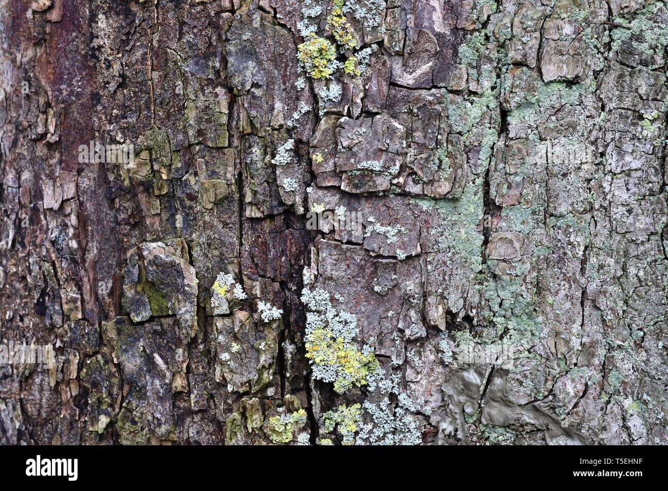 Close up surface of tree bark in a forest in high resolution Stock ...