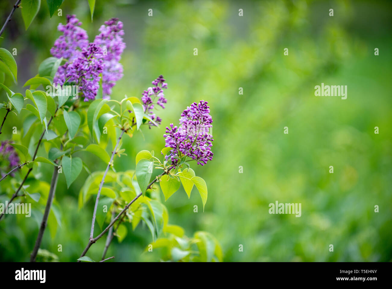 Scenery lilac hi-res stock photography and images - Alamy
