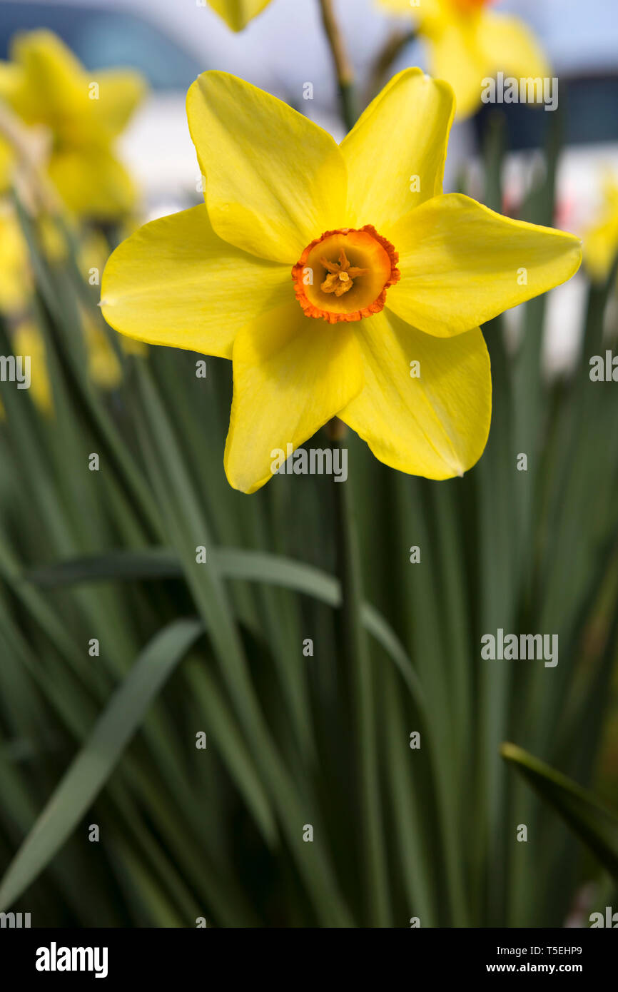 Daffodil flowers in spring Stock Photo - Alamy