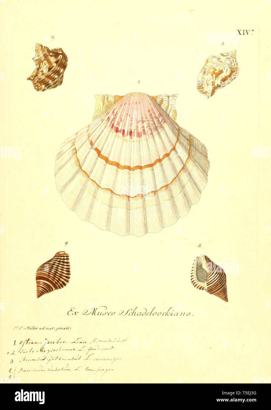 Beautiful vintage hand drawn illustrations of exotic coral reef shells ...