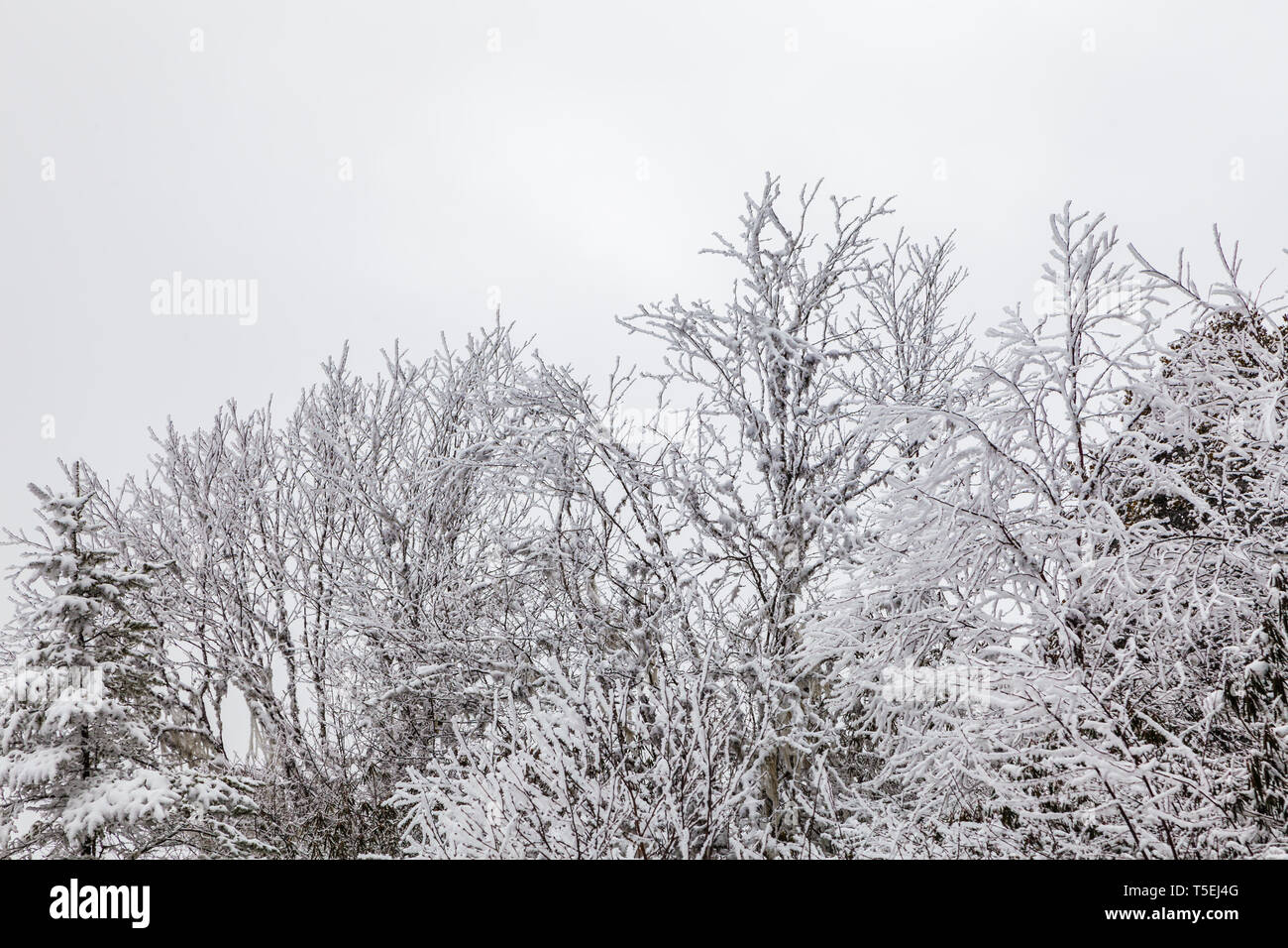 Frozen Winter Landscape in sichuan,China Stock Photo - Alamy