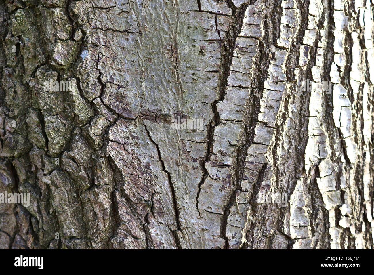 Close up surface of tree bark in a forest in high resolution Stock ...