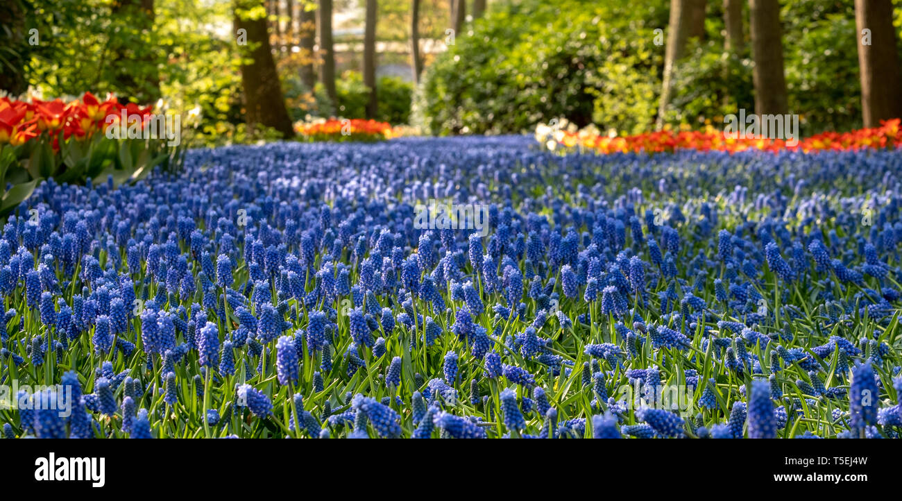 River of blue grape hyacinths muscari with red tulips at Keukenhof ...