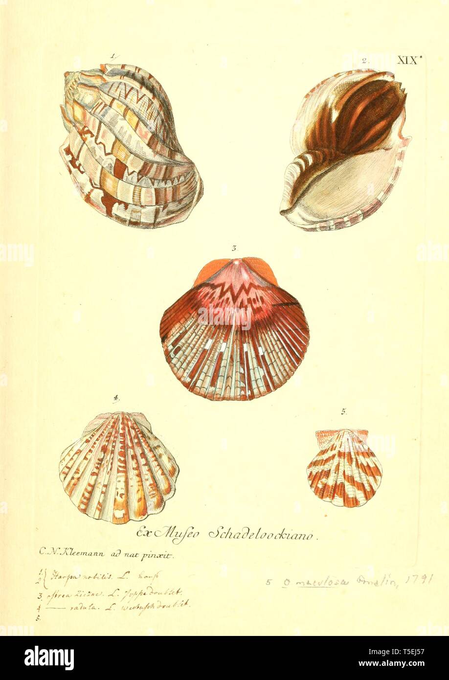 Beautiful vintage hand drawn illustrations of exotic coral reef shells ...