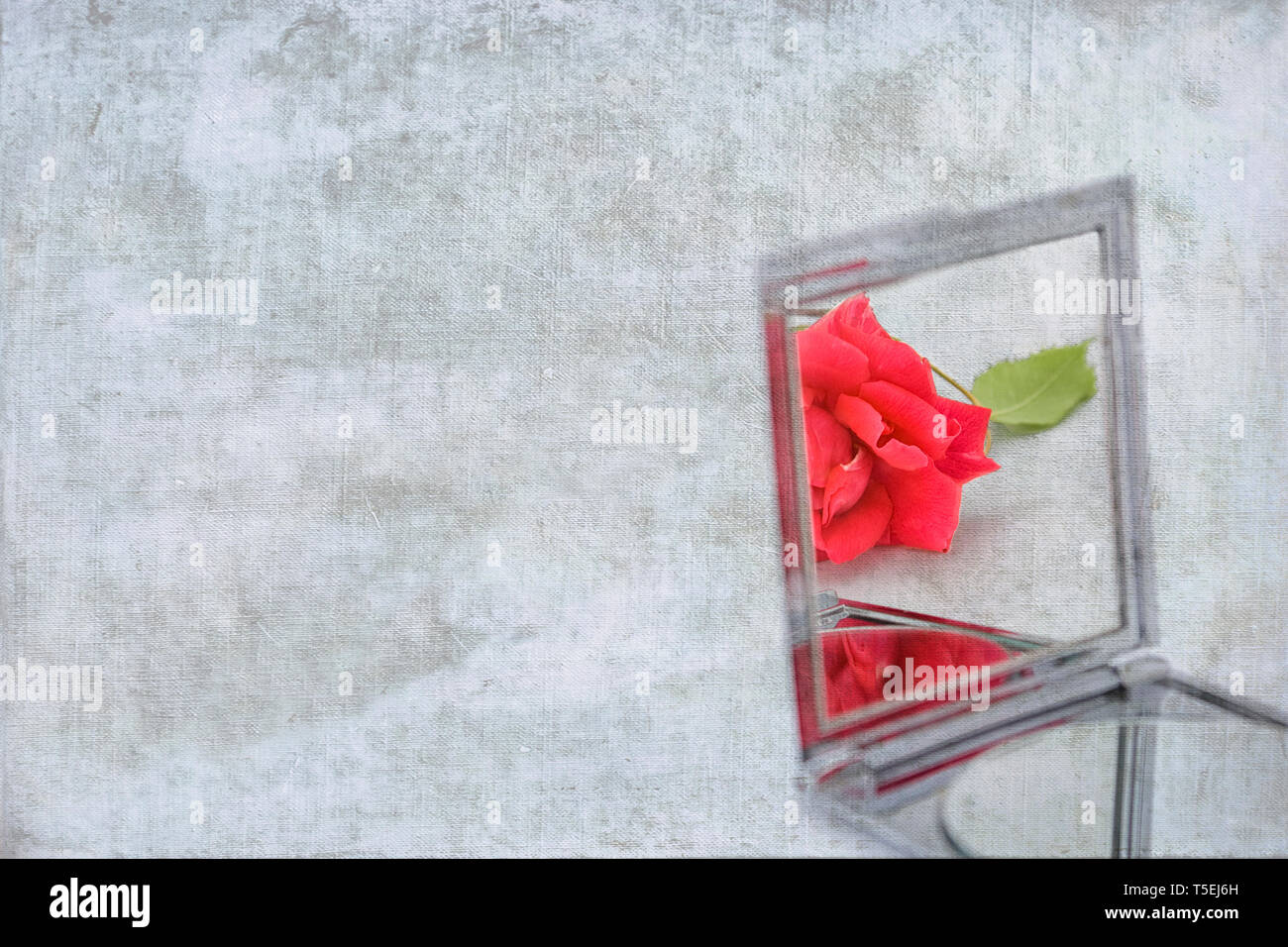 Love single red rose hand hi-res stock photography and images - Alamy