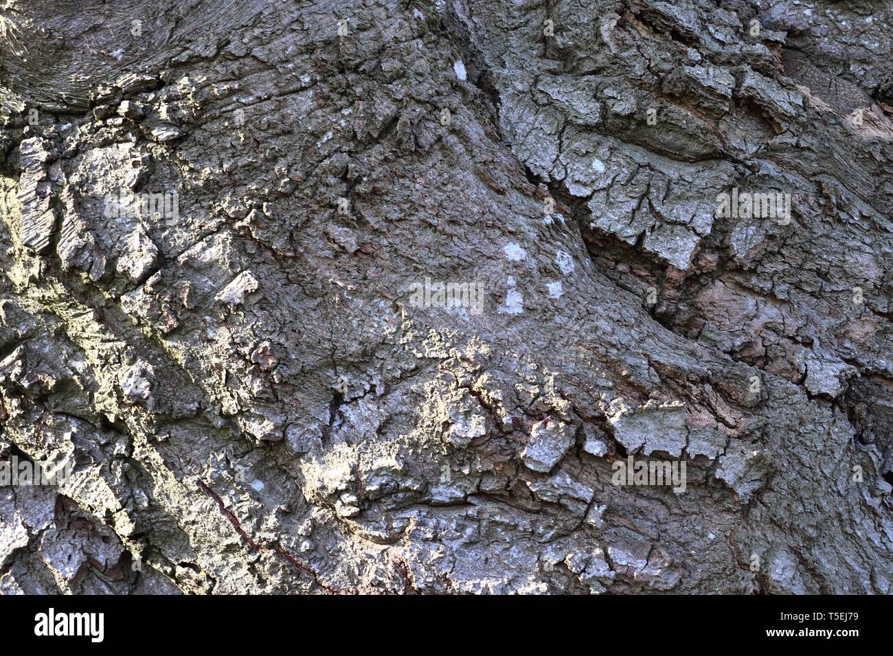 Close up surface of tree bark in a forest in high resolution Stock ...