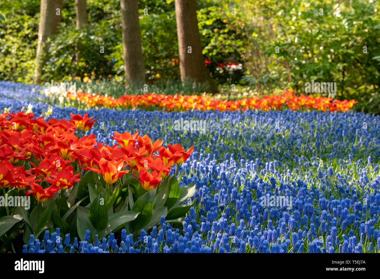 River of blue grape hyacinths muscari with red tulips at Keukenhof ...