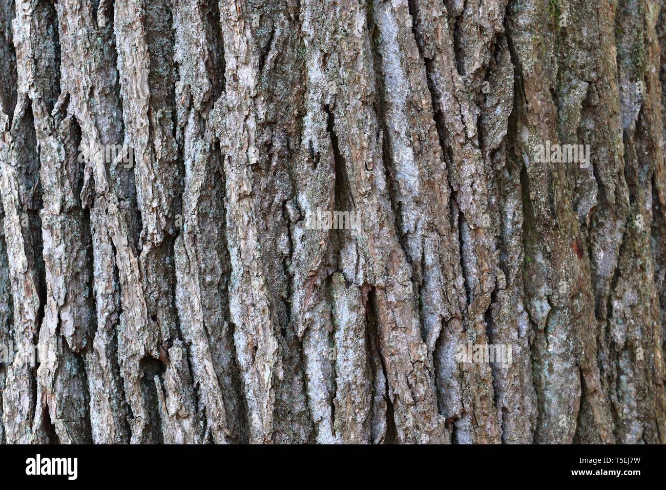 Close up surface of tree bark in a forest in high resolution Stock ...