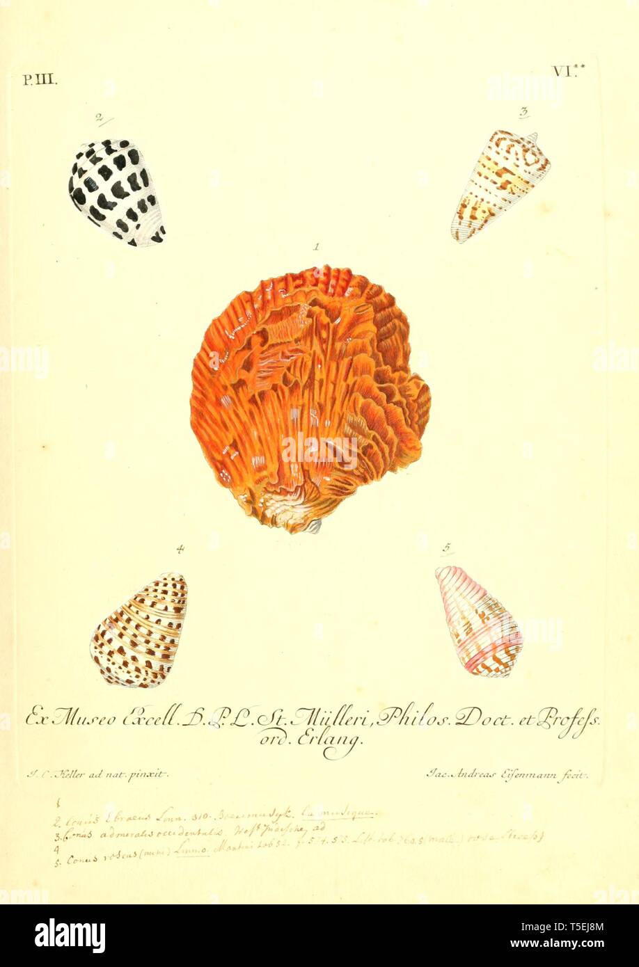 Beautiful vintage hand drawn illustrations of exotic coral reef shells ...