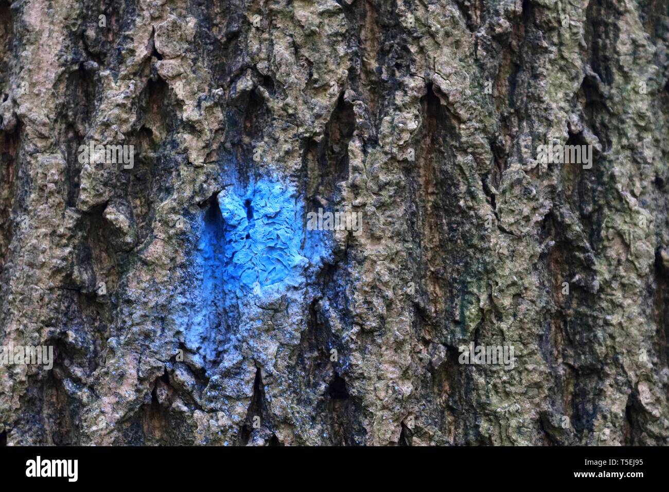 Close up surface of tree bark in a forest in high resolution Stock ...
