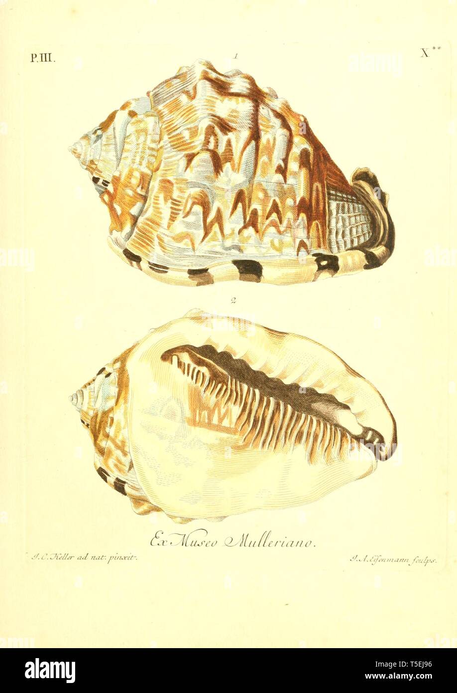 Beautiful vintage hand drawn illustrations of exotic coral reef shells ...