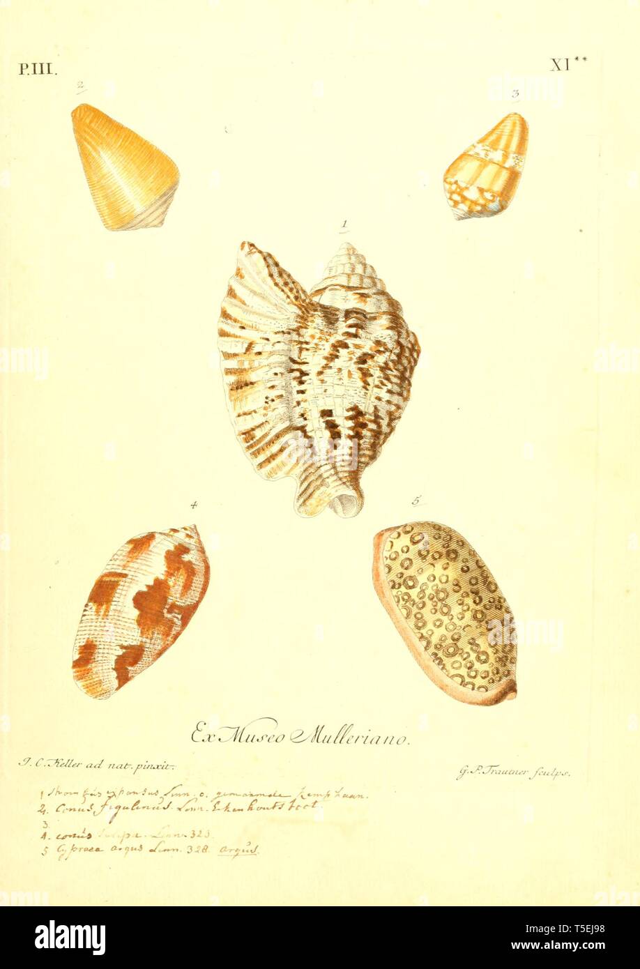 Beautiful vintage hand drawn illustrations of exotic coral reef shells ...