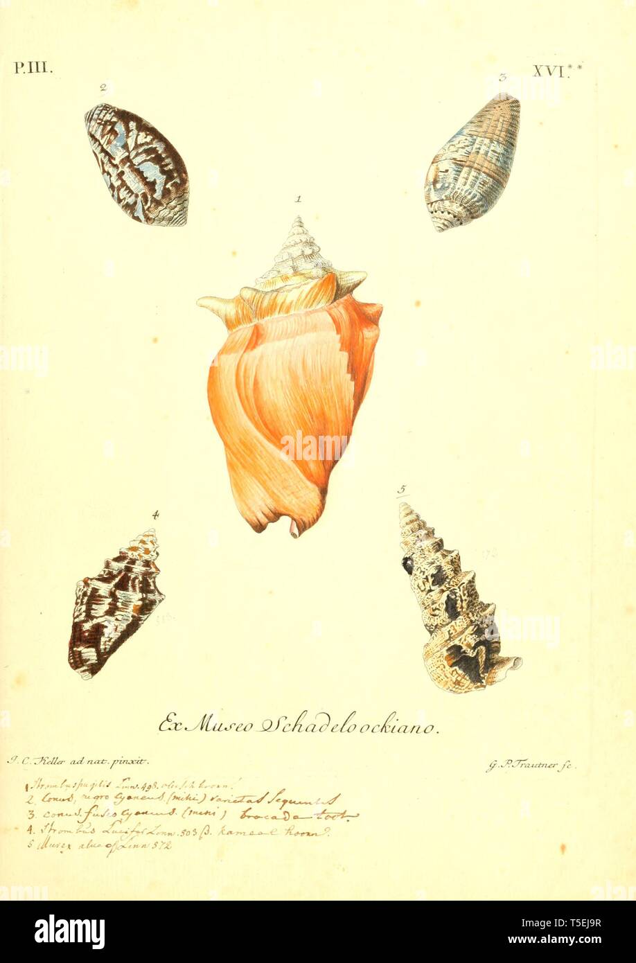 Beautiful vintage hand drawn illustrations of exotic coral reef shells ...