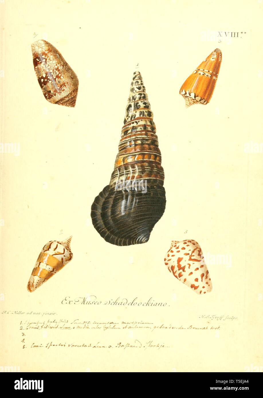 Beautiful vintage hand drawn illustrations of exotic coral reef shells ...