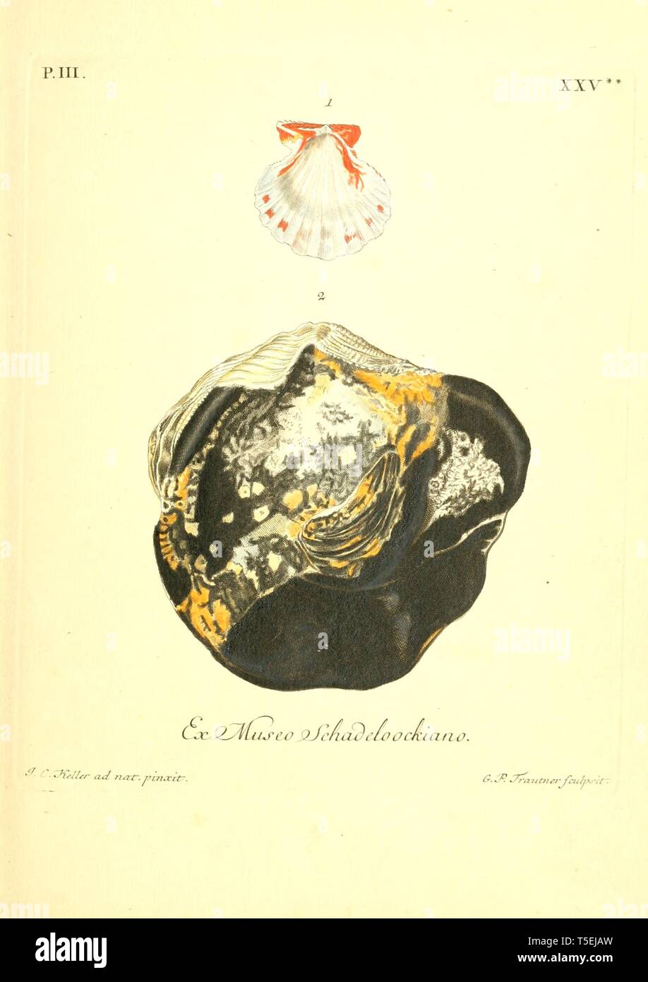 Beautiful vintage hand drawn illustrations of exotic coral reef shells ...