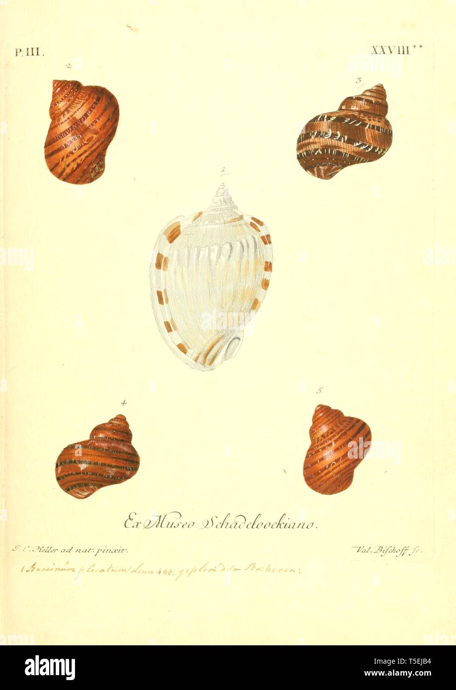 Beautiful vintage hand drawn illustrations of exotic coral reef shells ...