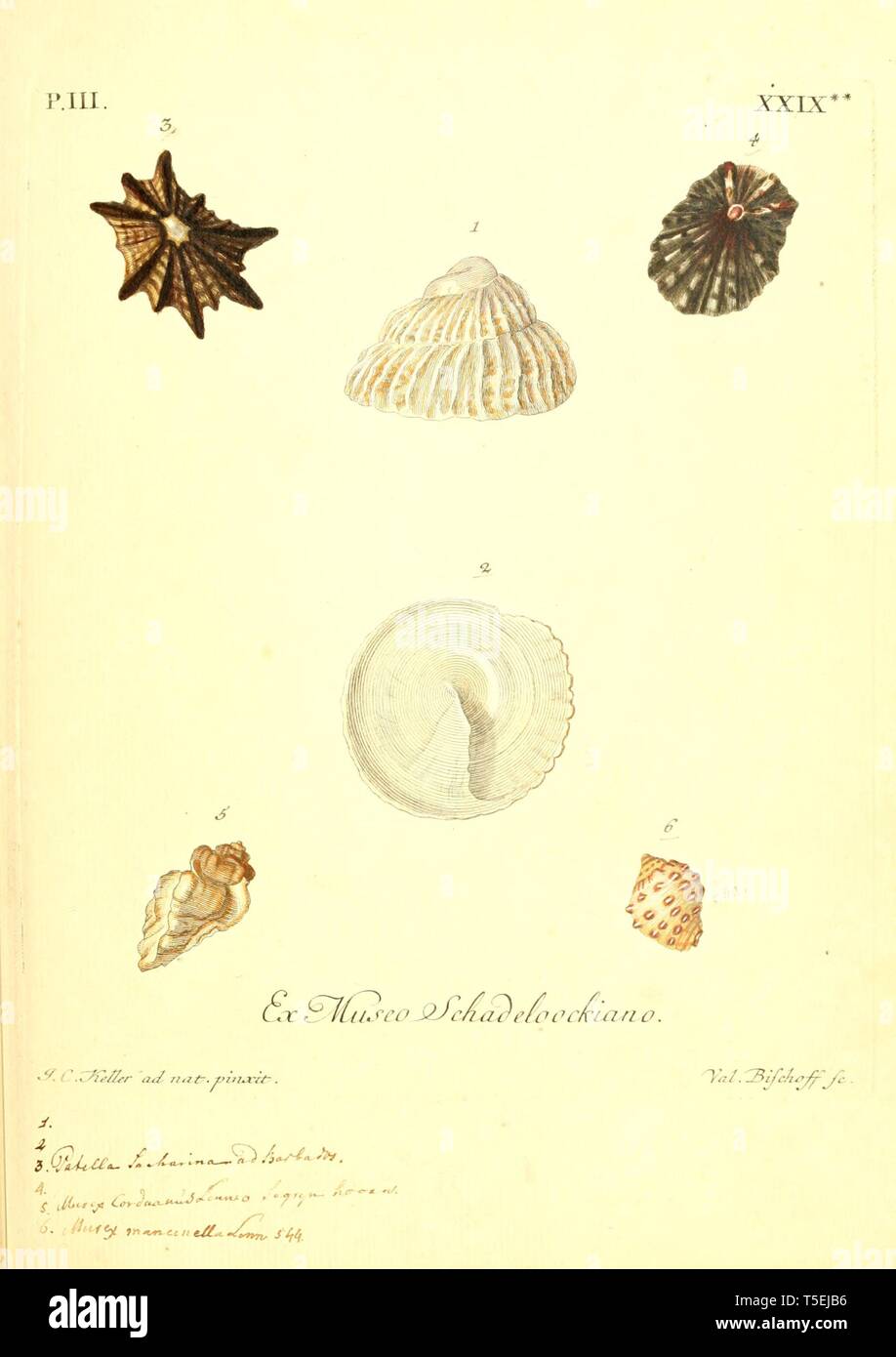 Beautiful vintage hand drawn illustrations of exotic coral reef shells ...