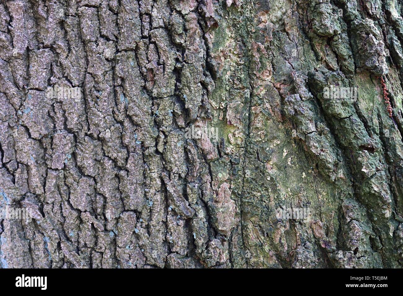 Close up surface of tree bark in a forest in high resolution Stock ...