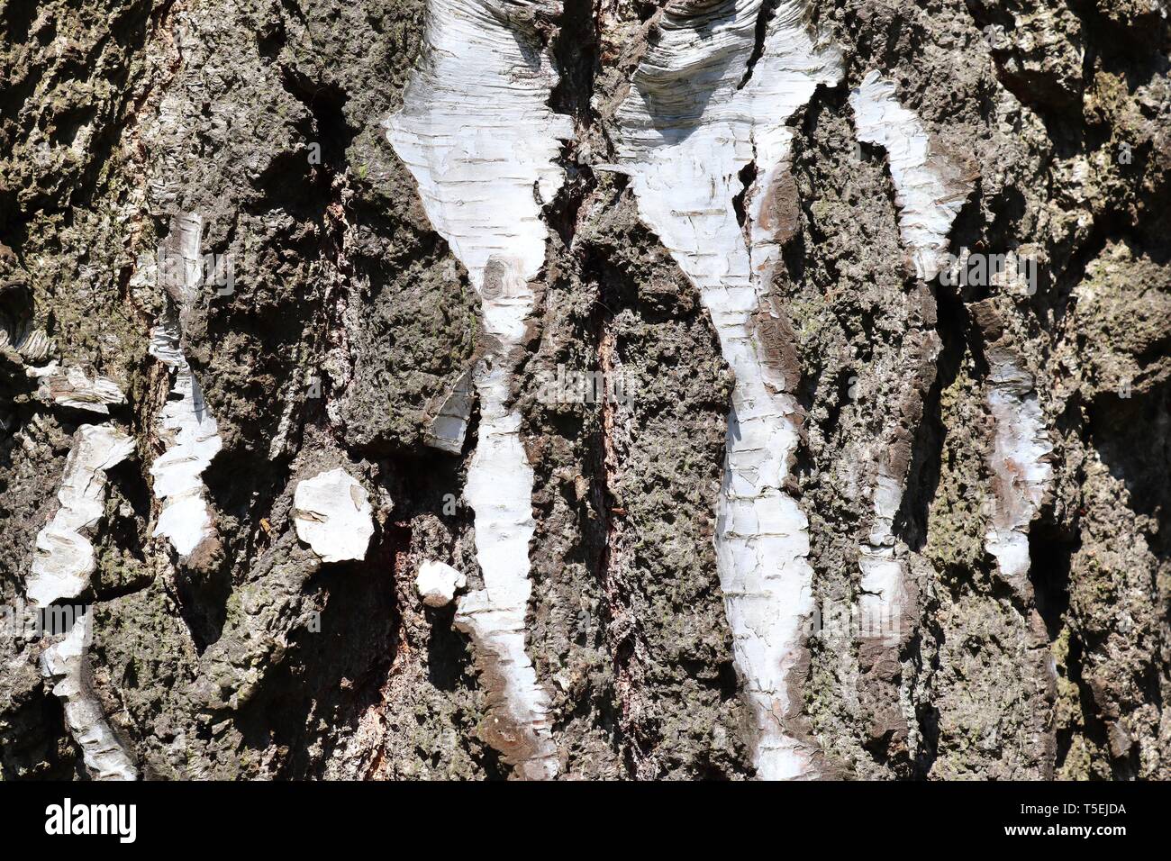Close up surface of tree bark in a forest in high resolution Stock ...
