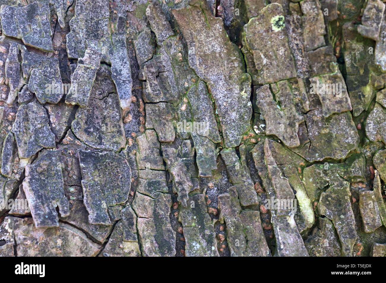 Close up surface of tree bark in a forest in high resolution Stock ...