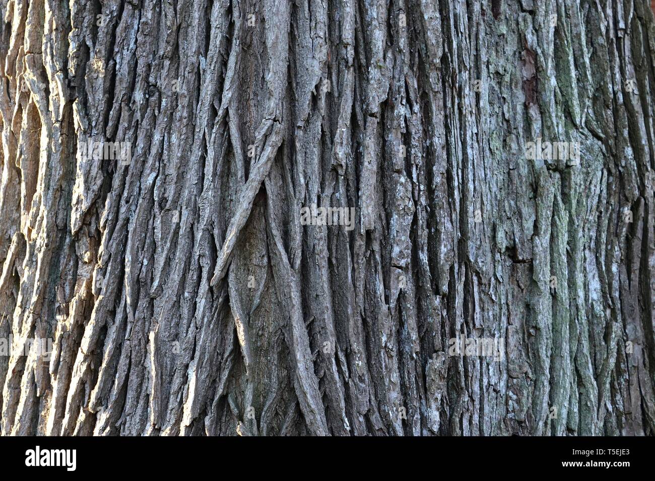 Close up surface of tree bark in a forest in high resolution Stock ...
