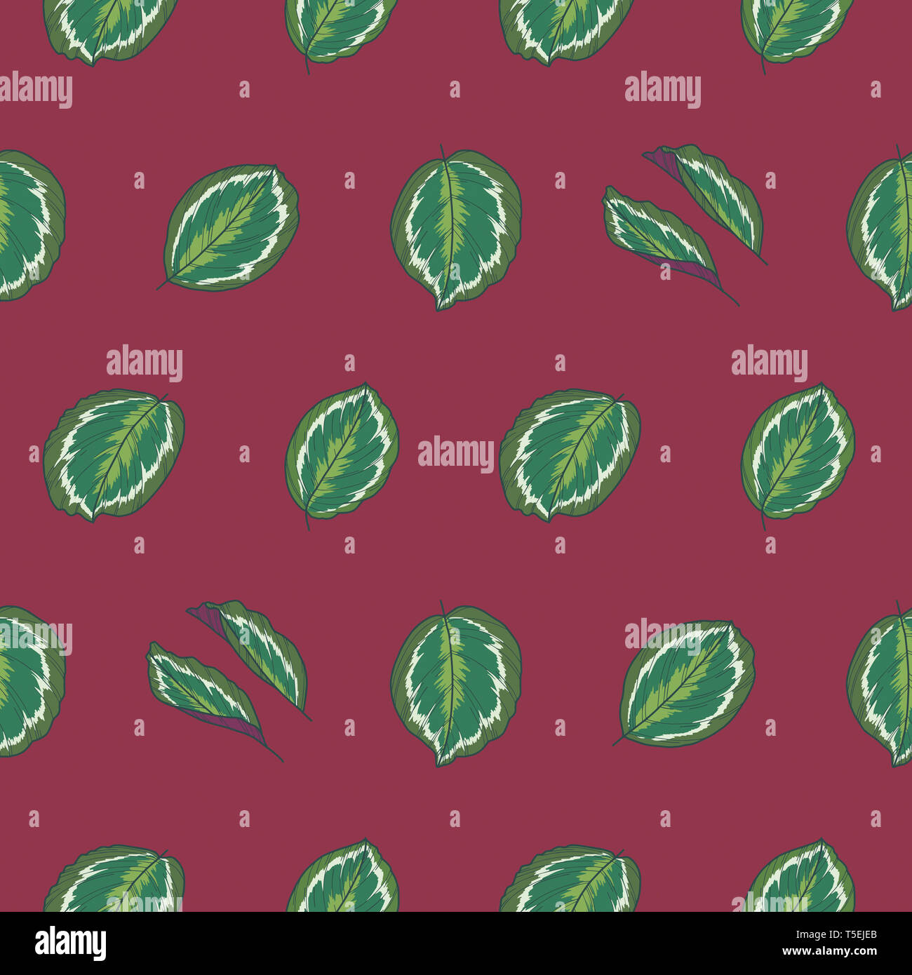 Drawn seamless pattern with exotic natural Calathea Medaillon Plant ...