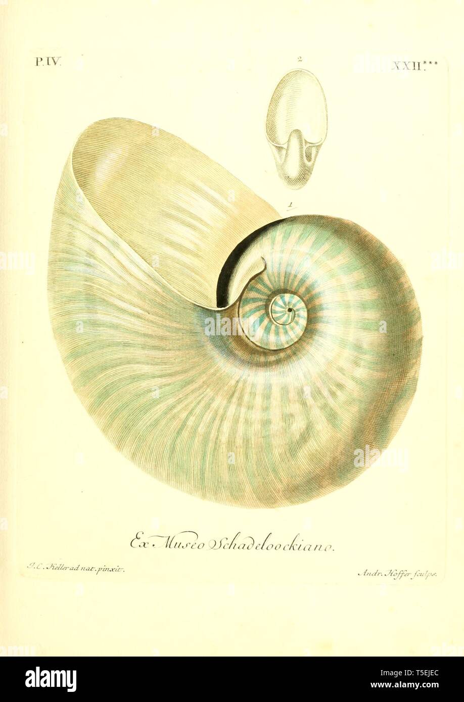 Beautiful vintage hand drawn illustrations of exotic coral reef shells ...