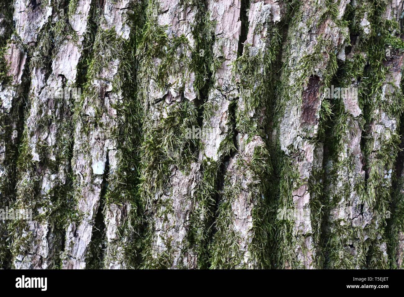 Close up surface of tree bark in a forest in high resolution Stock ...