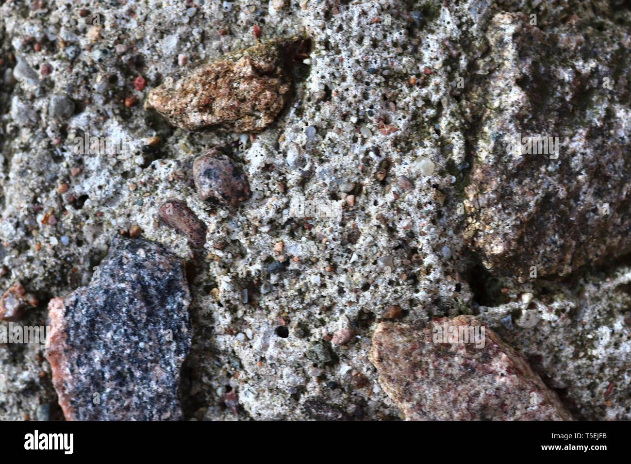 Close up surface of tree bark in a forest in high resolution Stock ...